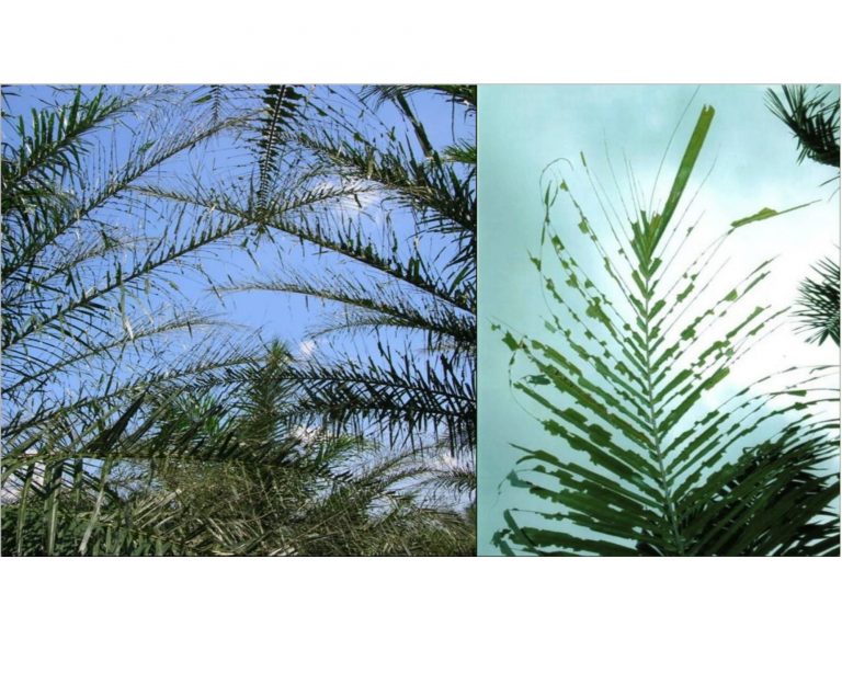 Kementerian Pertanian Direktorat Jenderal Perkebunan » Prediksi Luas ...