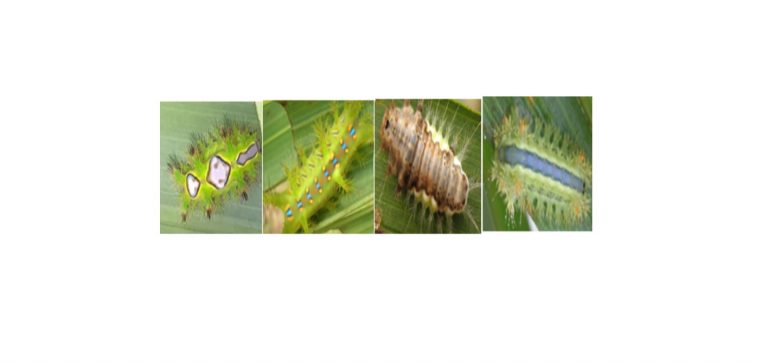 Kementerian Pertanian Direktorat Jenderal Perkebunan » Mengenal Ulat ...