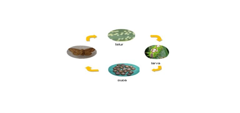 Kementerian Pertanian Direktorat Jenderal Perkebunan » Mengenal Ulat ...