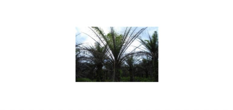 Kementerian Pertanian Direktorat Jenderal Perkebunan » Mengenal Ulat ...