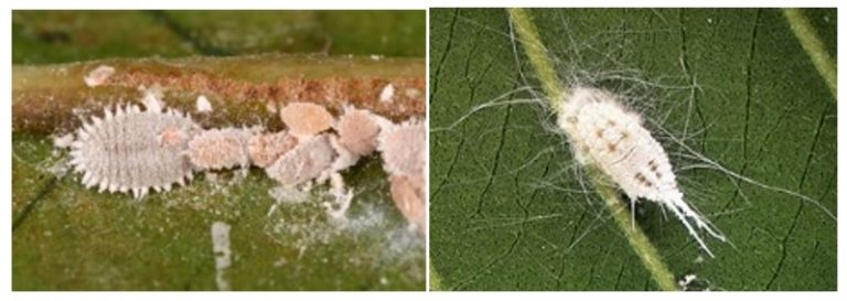 Kementerian Pertanian Direktorat Jenderal Perkebunan » optk