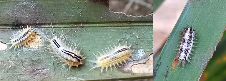 Kementerian Pertanian Direktorat Jenderal Perkebunan » kelapa sawit