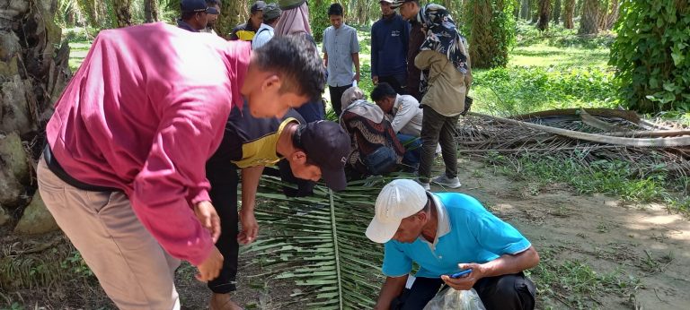 Kementerian Pertanian Direktorat Jenderal Perkebunan » kelapa sawit